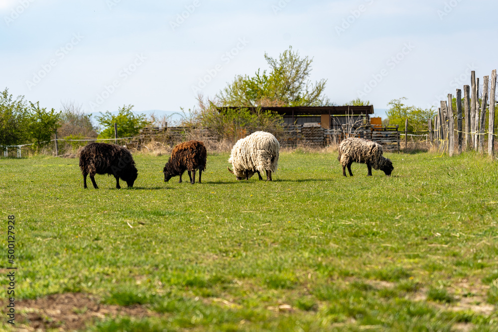 all colours of ouessant sheep on the farm, countryside, close up ...