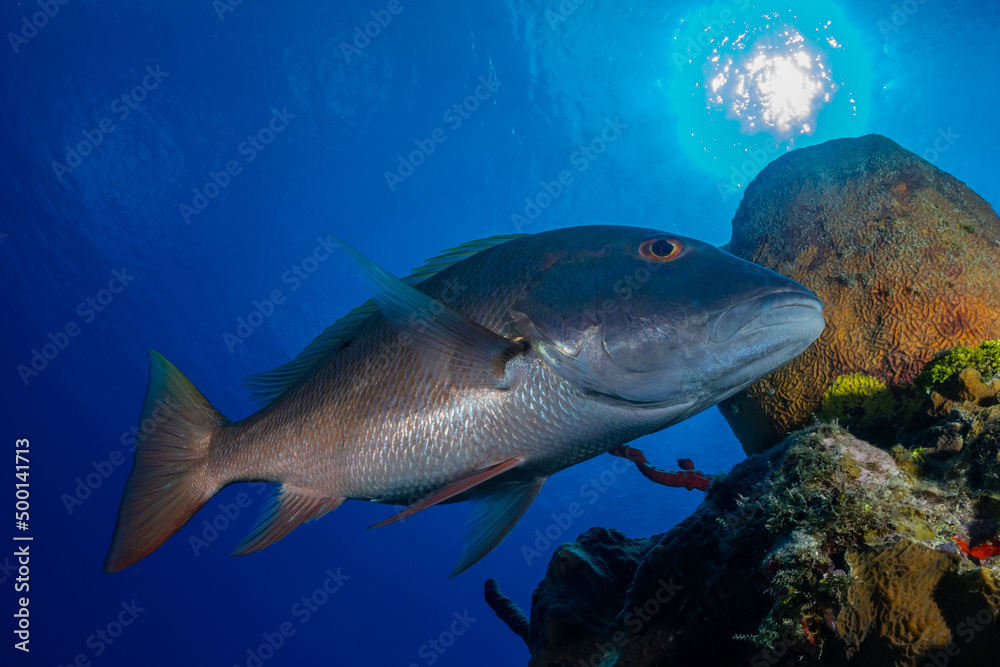 A mutton snapper swims close to the tropical Caribbean reef with the ...