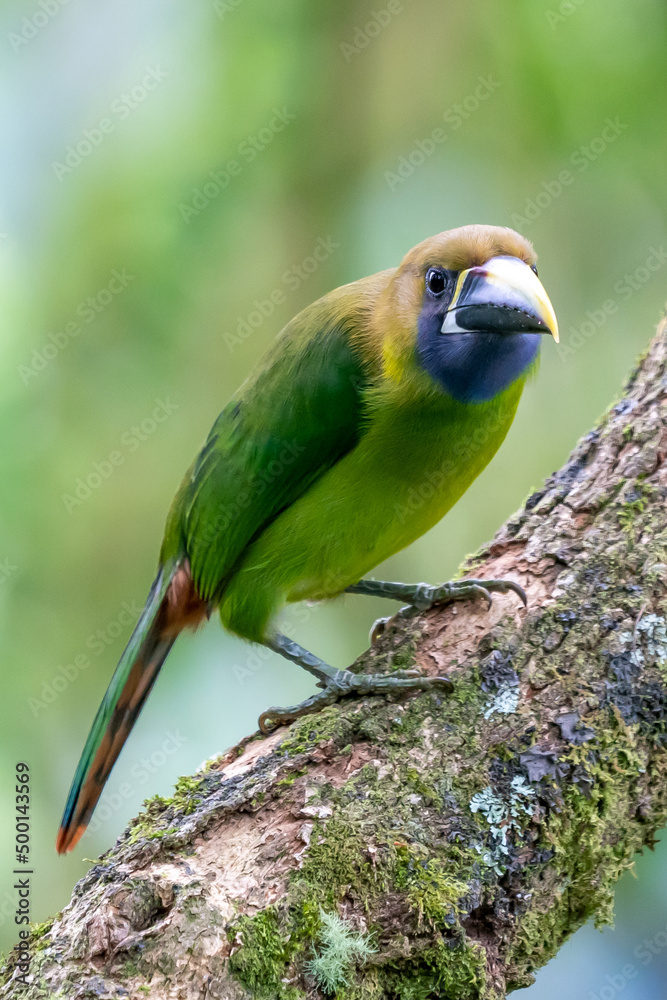 Jungle wildlife. Blue-throated Toucanet, Aulacorhynchus caeruleogularis ...