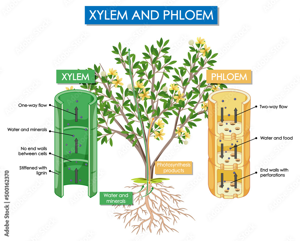 Diagram showing xylem and phloem plant Stock Vector | Adobe Stock