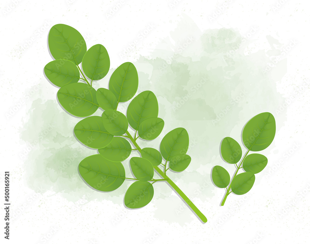 Moringa oleifera Leave - Vector illustration Stock Vector | Adobe Stock
