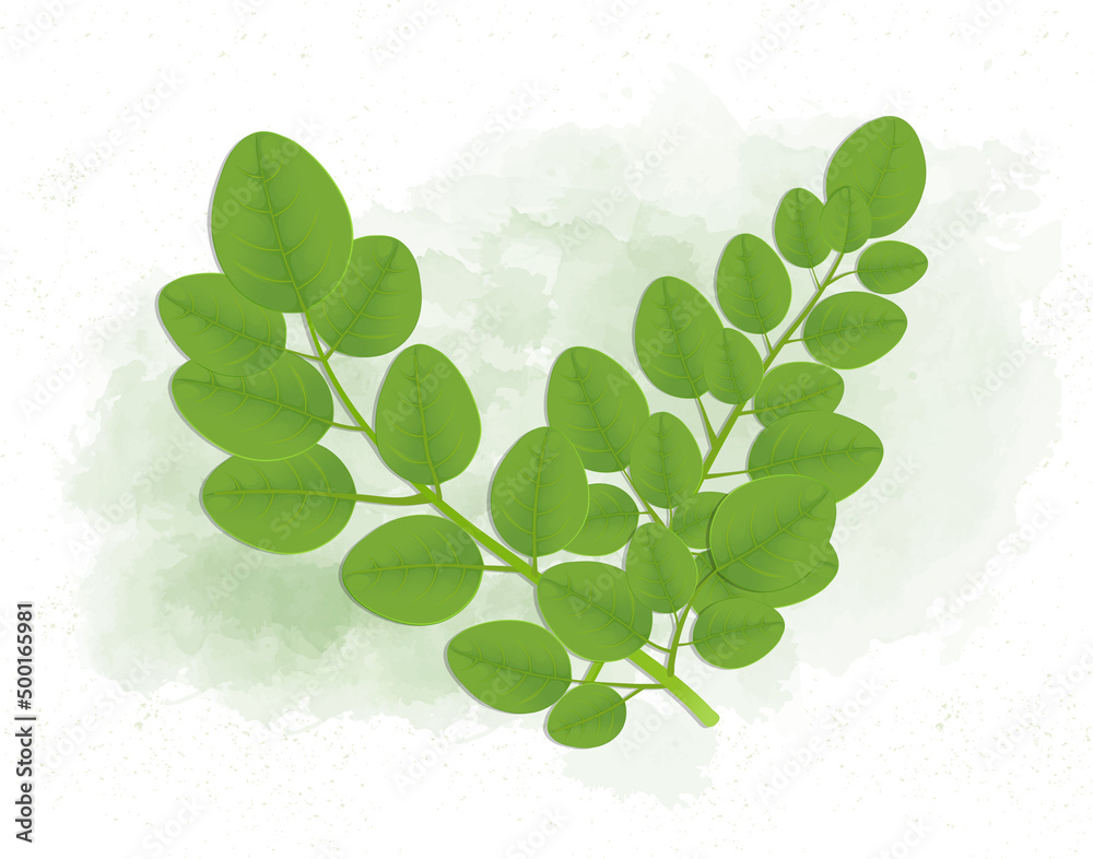 Moringa Leaves Stem Vector illustration isolated on white background ...