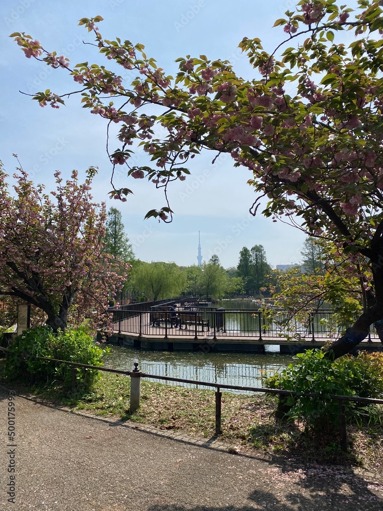 The pond and the city of Tokyo, with full greenery, spring year 2022 ...