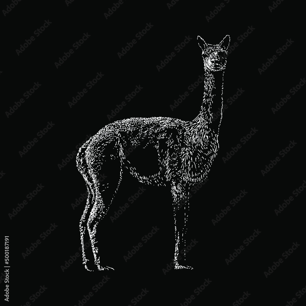 Vicuña hand drawing vector illustration isolated on black background ...