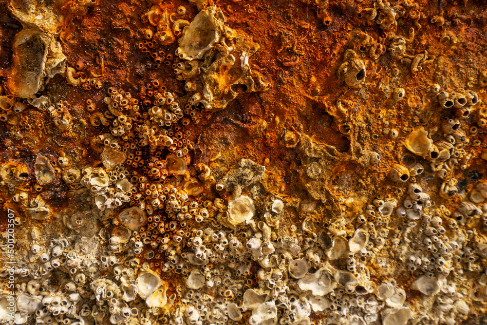 Boat hull, yacht and ship texture. Rust shells pattern Stock Photo ...