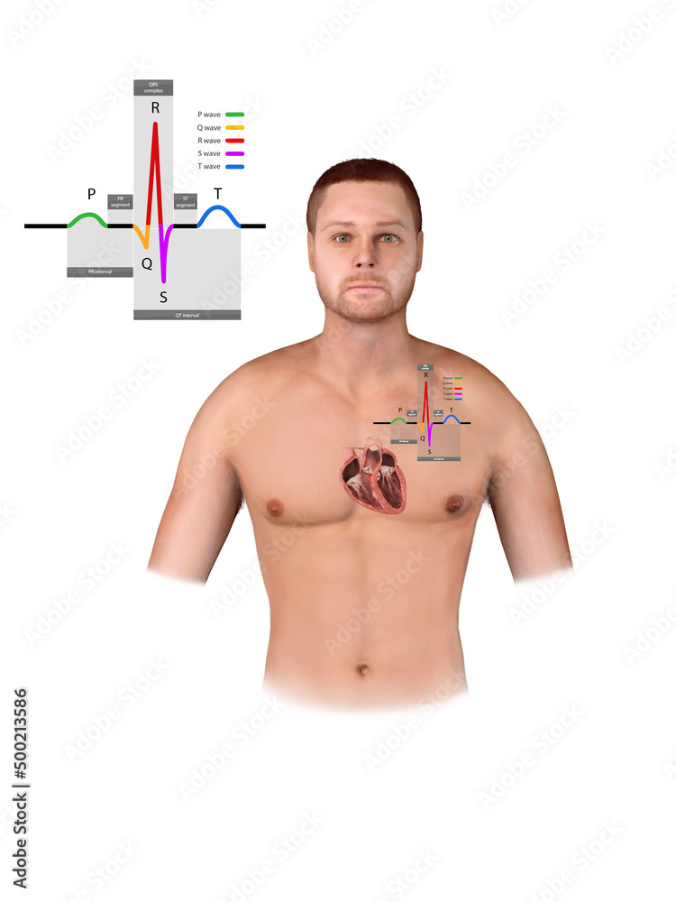 3d human body, heart cross-section, line icon ECG. Heartbeat. Normal ...