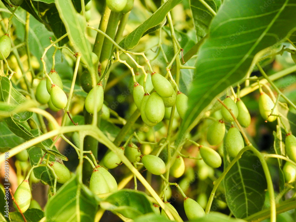 Indian lilac seeds,fruits and leaves. Azadirachta indica, commonly ...