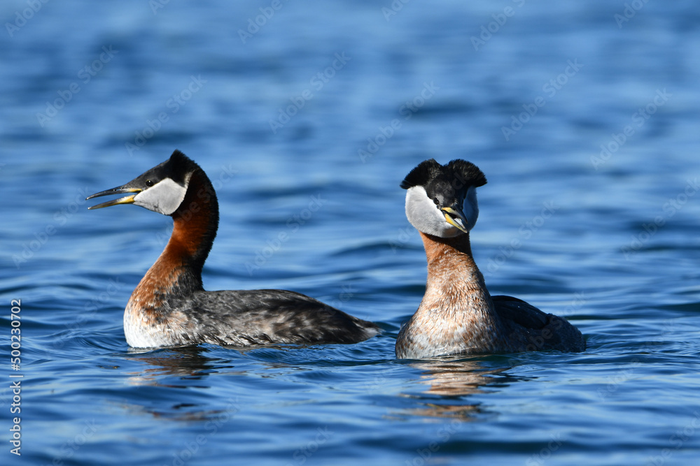 Funny looking mating pair of Red-necked grebes on lake calling out ...
