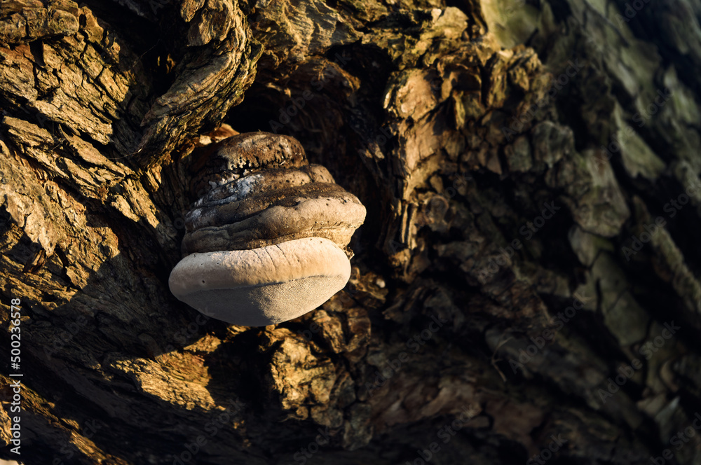 A tree fungus grows on a tree, the mushroom grows and feeds on the sap ...