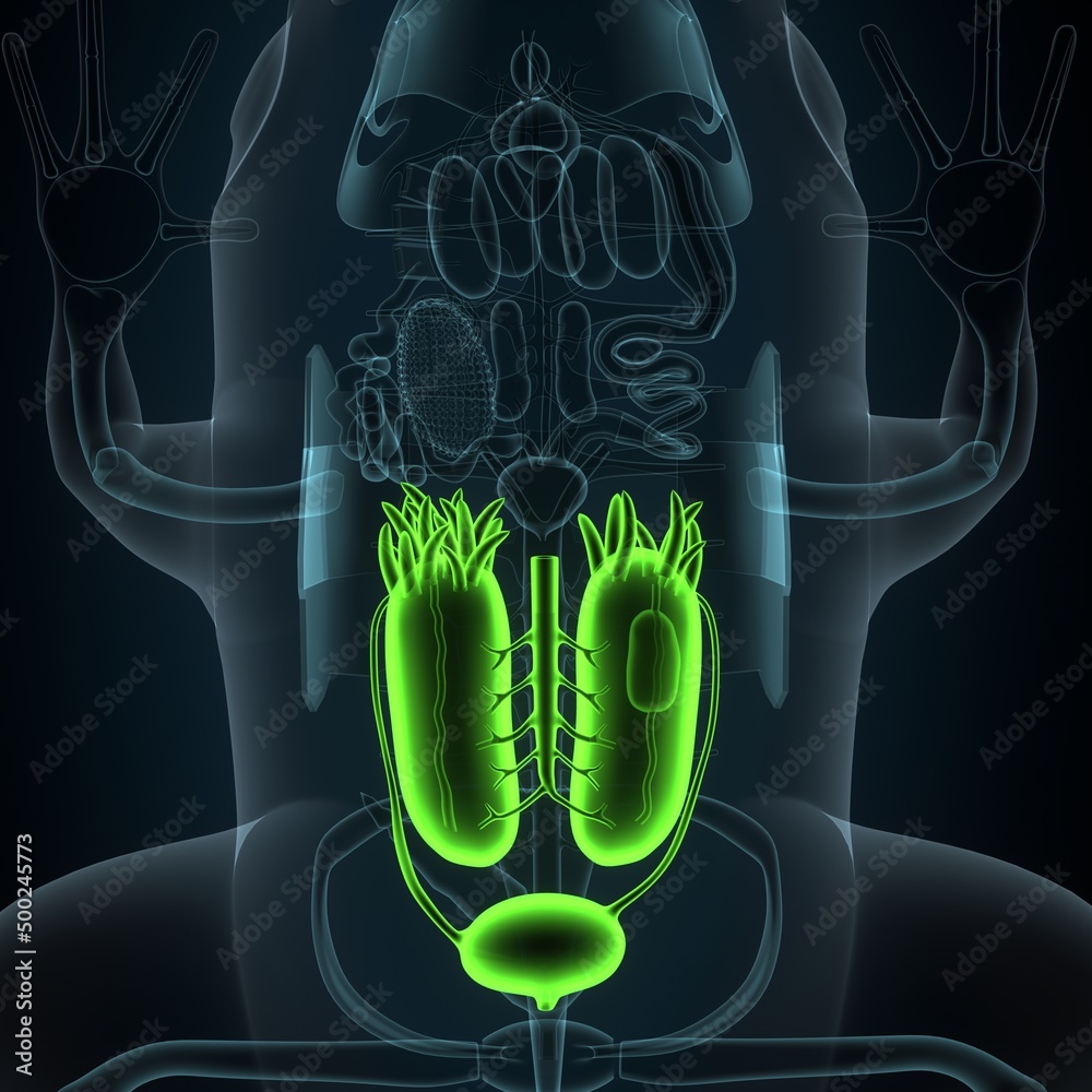 3d illustration of male frog kidneys and uniron system anatomy Stock ...