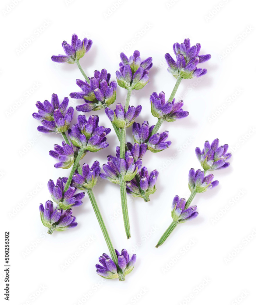 Lavender flowers isolated on white background, top view Stock Photo ...