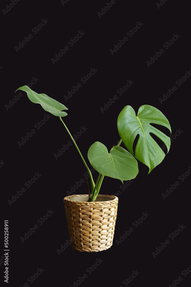 monstera tree in vase wicker basket dicut png with path line, Plants ...
