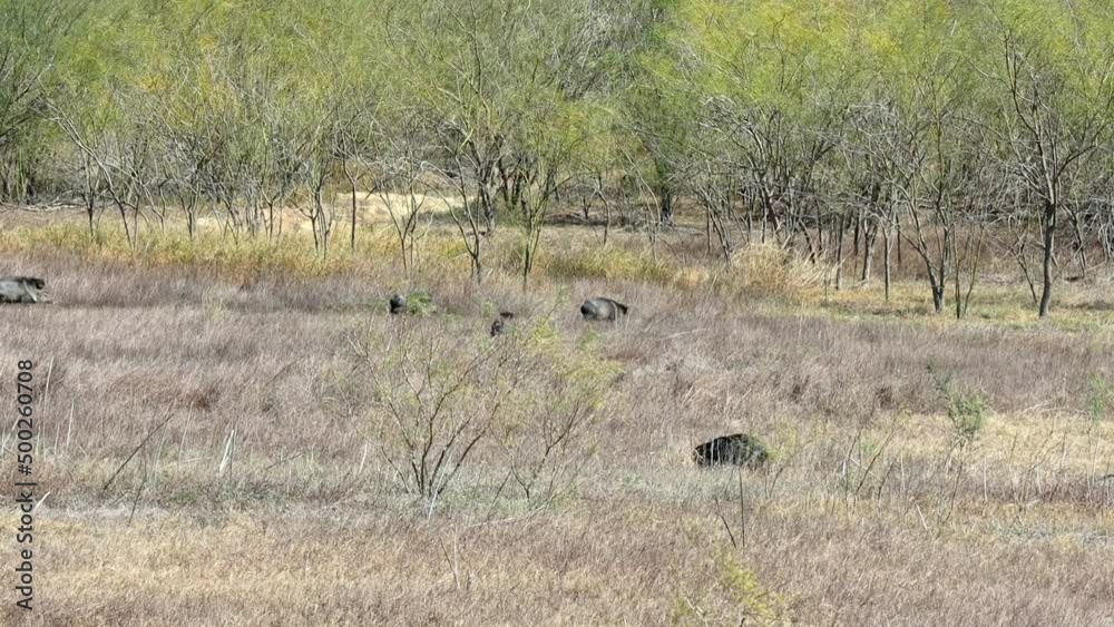 A sounder of razorback hogs quickly walking across clearing in dry ...