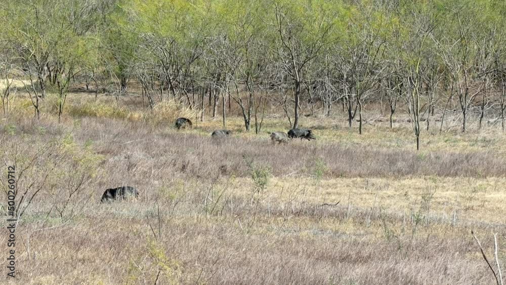 A sounder of razorback hogs wondering across clearing in dry grassland ...