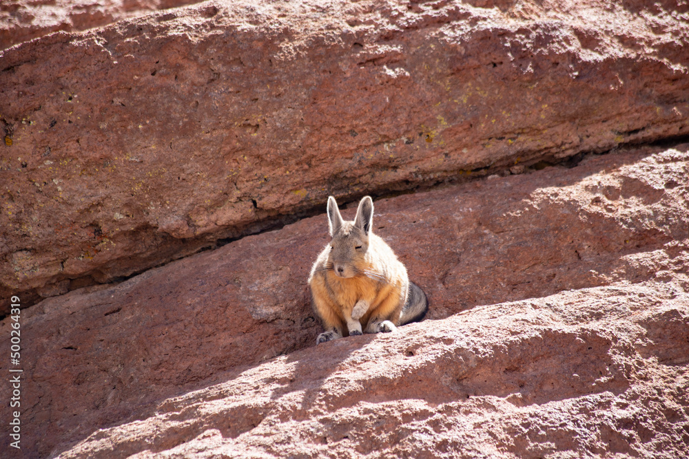 Cute wild chinchilla (vizcacha) at Bolivian Altiplano desert, Uyuni ...
