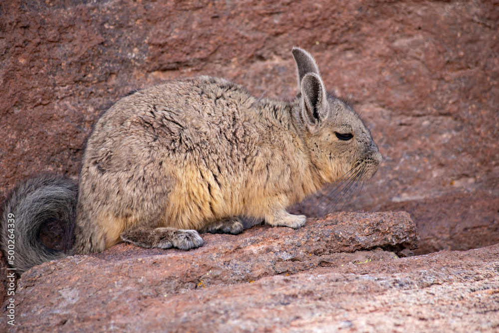 Cute wild chinchilla (vizcacha) at Bolivian Altiplano desert, Uyuni ...