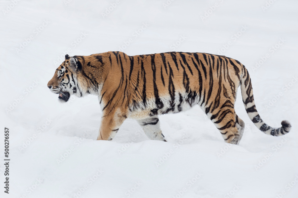 Wild siberian tiger is walking on a white snow and looking away. Amur ...