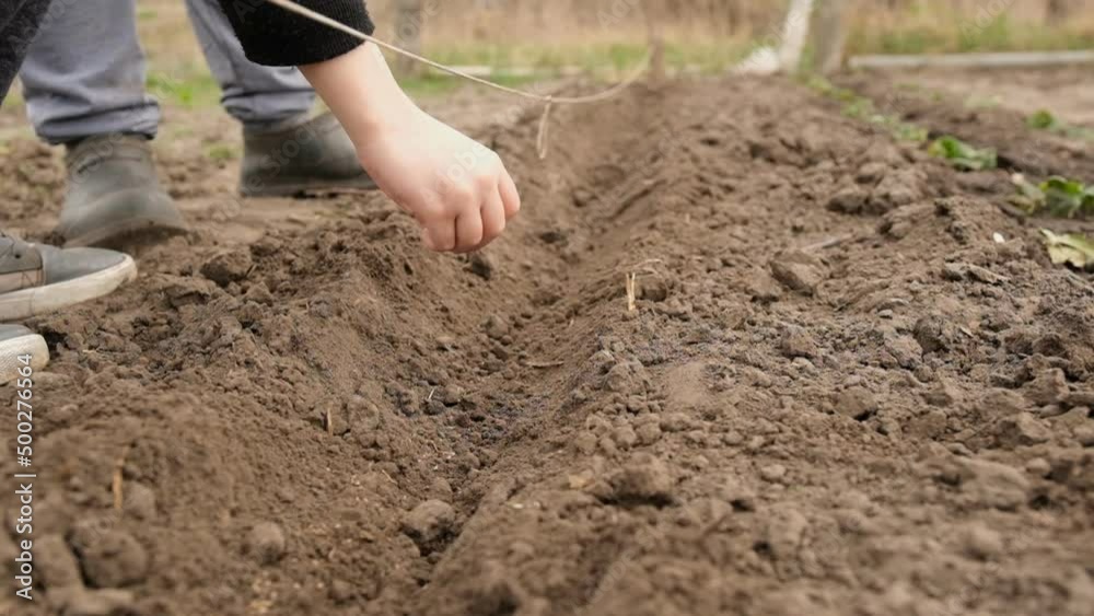 The boy sows seeds in the ground. The boy helps his grandmother sow ...