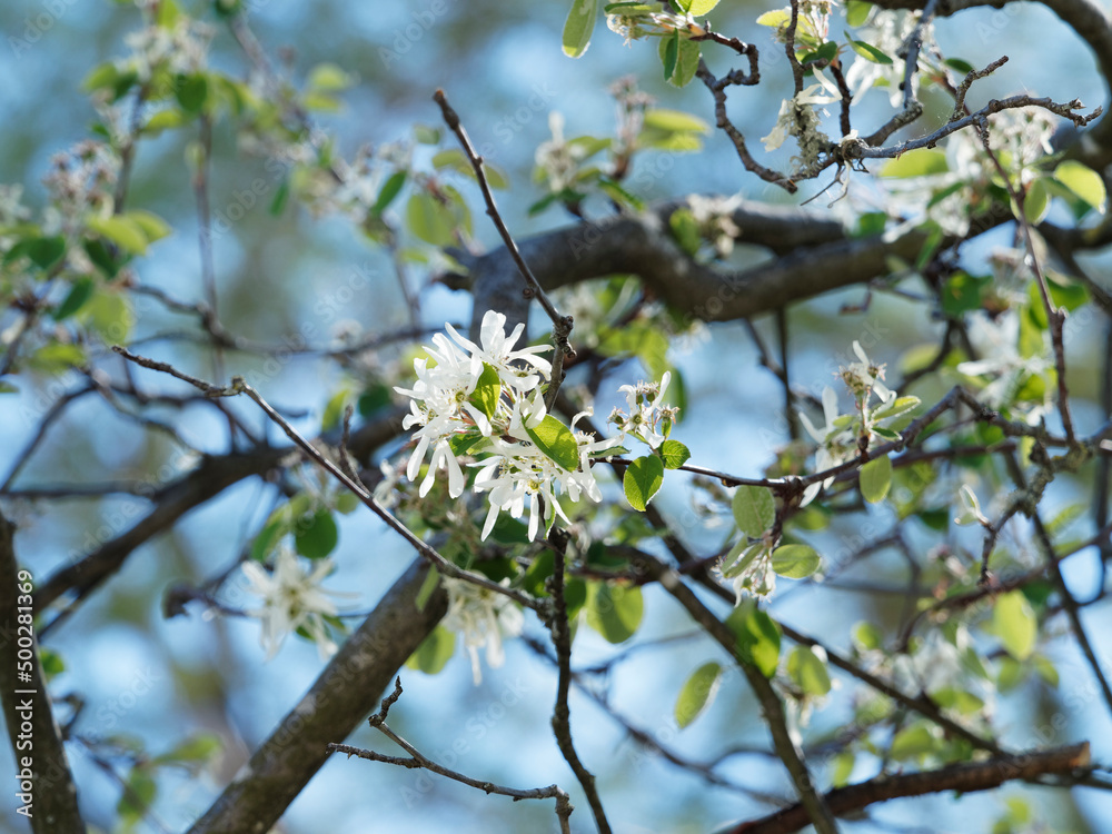 Zdjęcie Stock: Amelanchier ovalis | Gemeine Felsenbirne oder ...