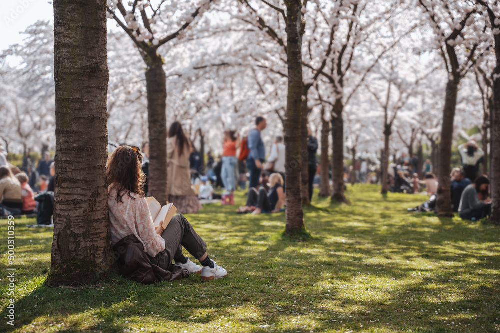 Family, friends, people having a picnic under sakura trees. Pastime ...