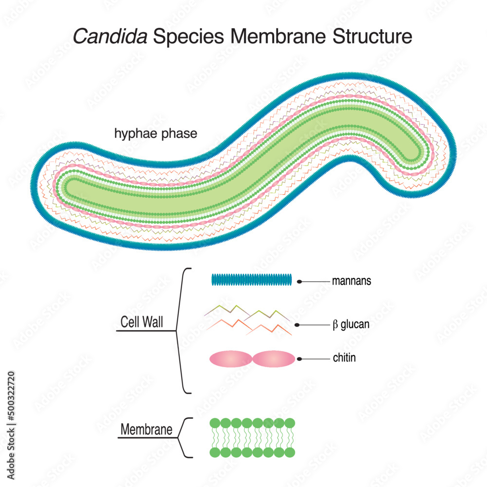 Diagram of Candida yeast species membrane structure Stock Vector ...