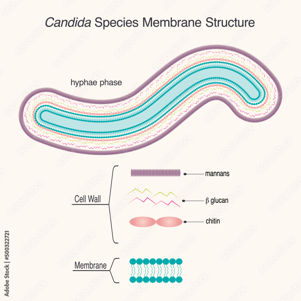 Diagram of Candida yeast species membrane structure Stock Vector ...