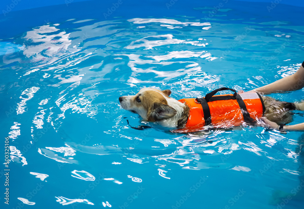 Corgi Swimming