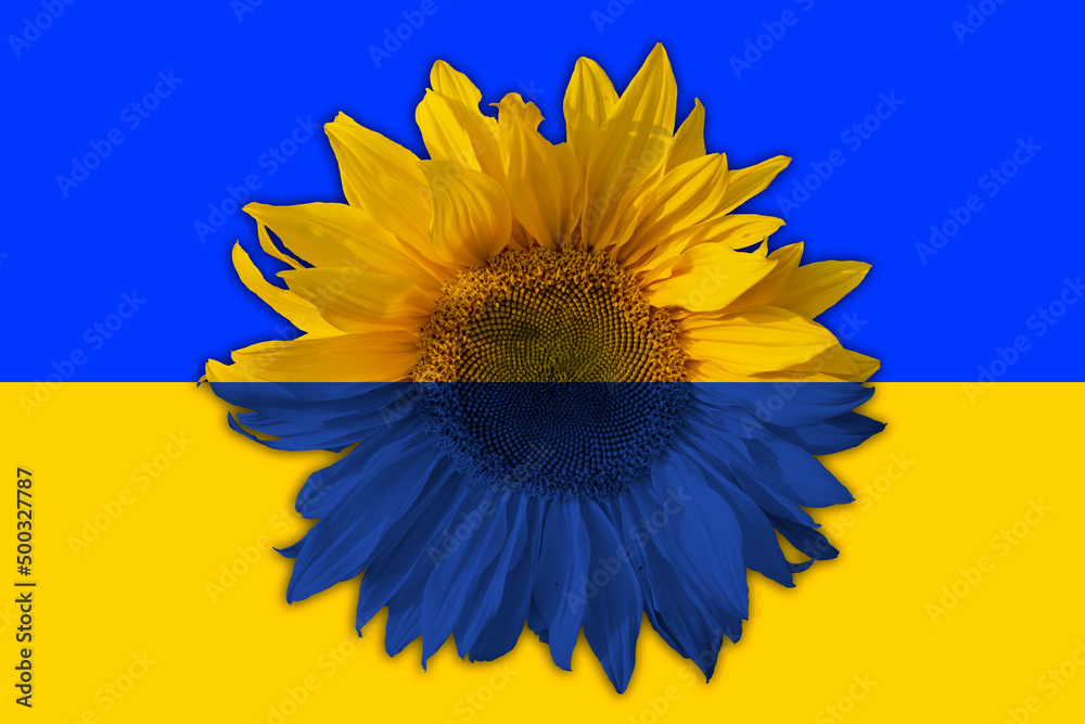 Sunflower on the Ukrainian flag. The sunflower is one of the symbols of ...