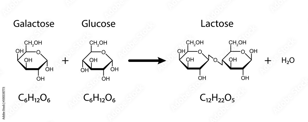 Lactose Formation. Glycosidic Bond Formation From Two molecules ...