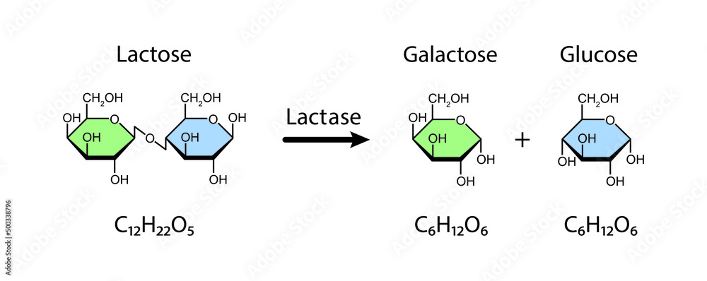 Lactase enzyme Effect On Lactose Sugar Molecule. Lactose Hydrolysis ...
