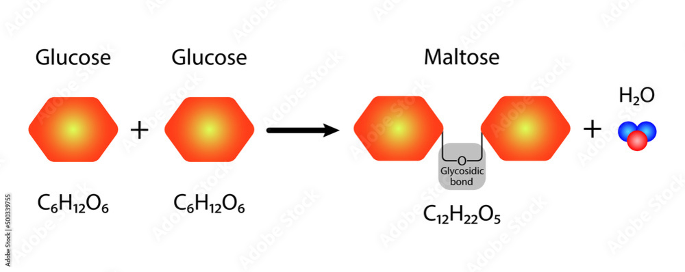 Maltose Formation. Glycosidic Bond Formation From Two molecules Of ...