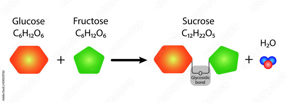 Sucrose Formation. Glycosidic Bond Formation From Two molecules ...