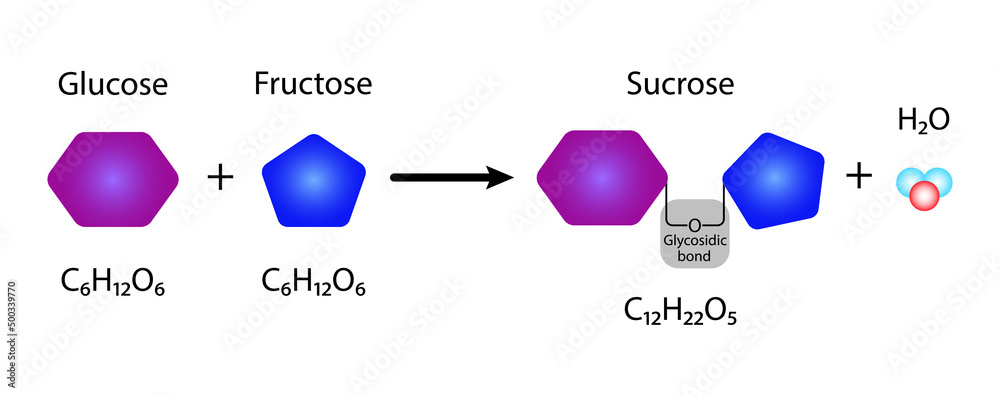 Sucrose Formation. Glycosidic Bond Formation From Two molecules ...