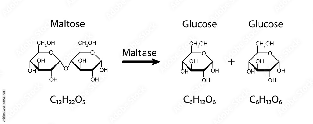 Maltase enzyme Effect On Maltose Sugar Molecule. Maltose Hydrolysis ...