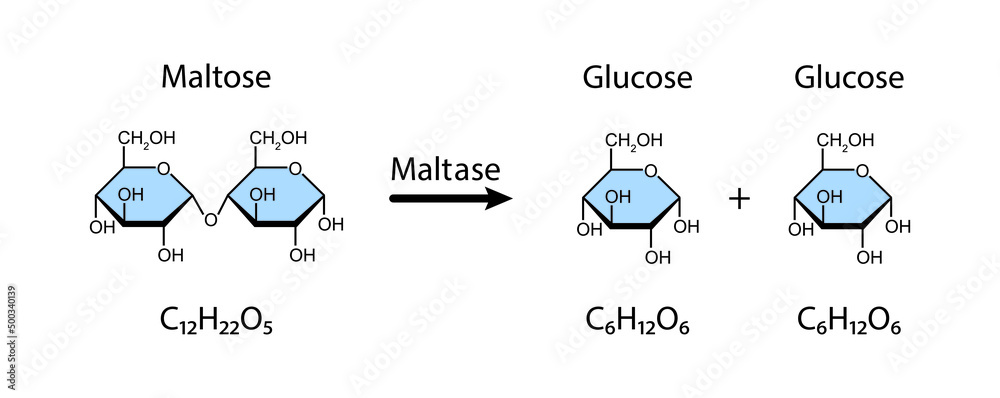 Maltose Hydrolysis Mechanism