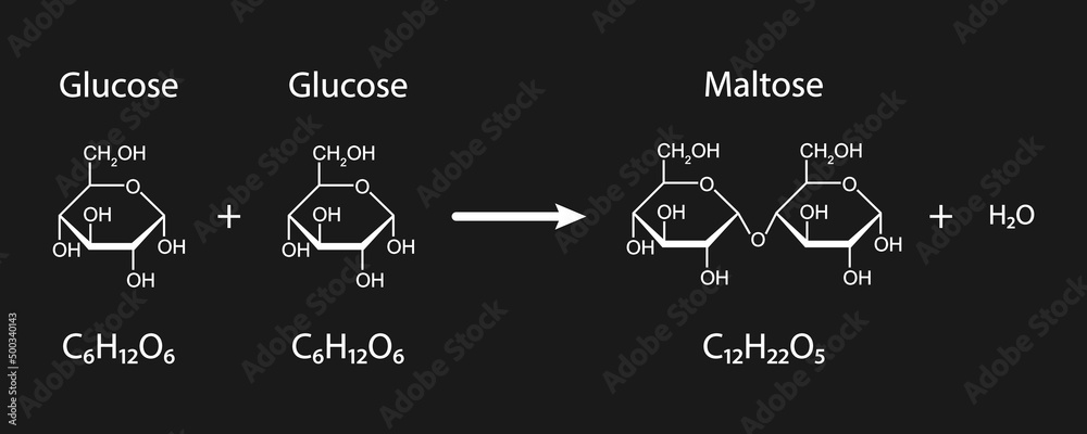 Maltose Formation. Glycosidic Bond Formation From Two molecules Of ...