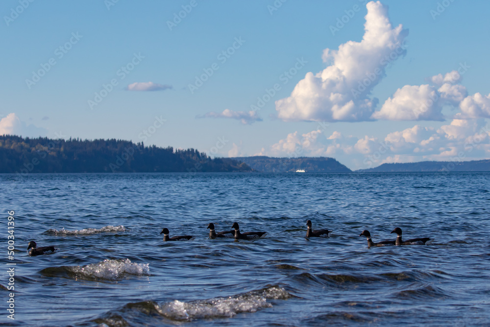 Flock of Black Brant Swimming in Puget Sound Stock Photo | Adobe Stock
