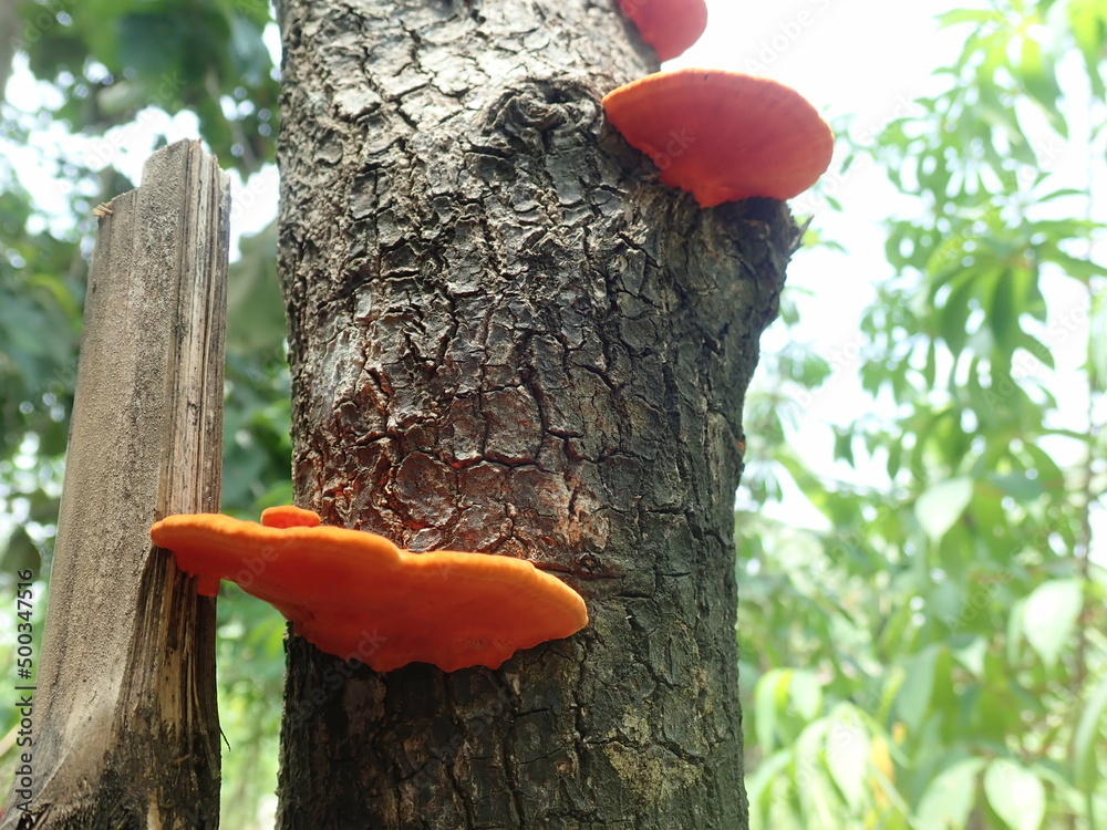 Pycnoporus sanguineus is a white rot saprobic fungus. Usually growing ...