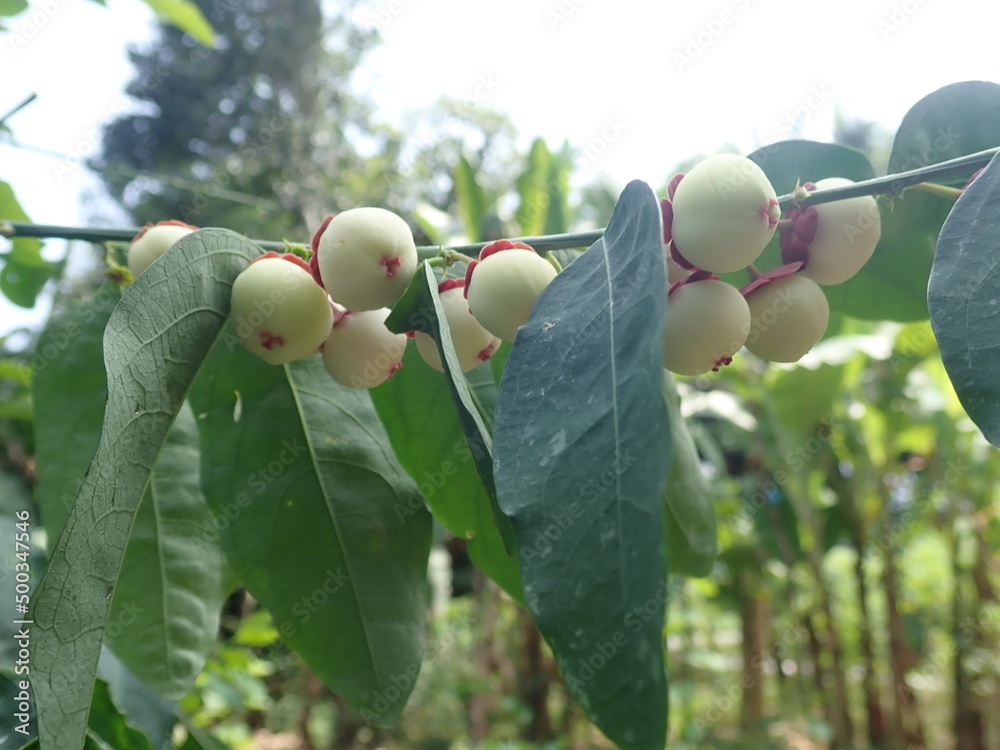 katuk fruit in the garden. Physically, the katuk fruit is small, round ...