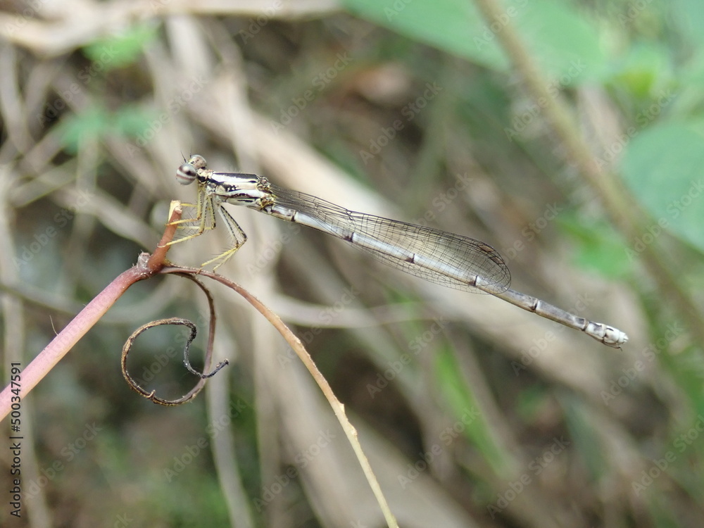 Closeup a dragonfly of the Copera species perches on a branch. It is ...