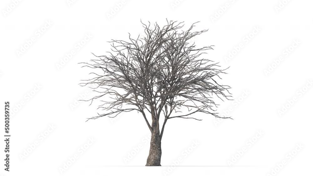 Growing trees on a white background 3D animation growth grow from small ...