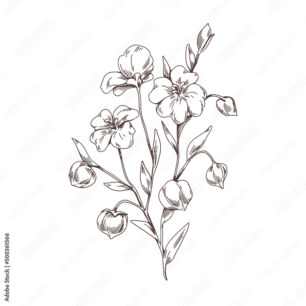 Linum floral plant with flaxseed. Outlined vintage drawing of wild flax ...