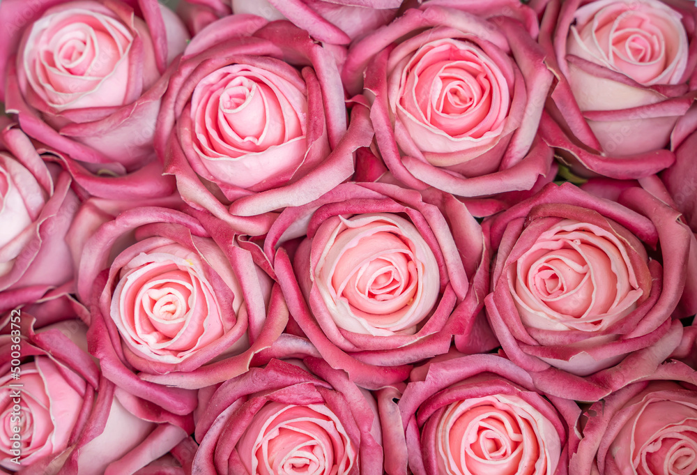 pink rose background ,natural texture Stock Photo | Adobe Stock