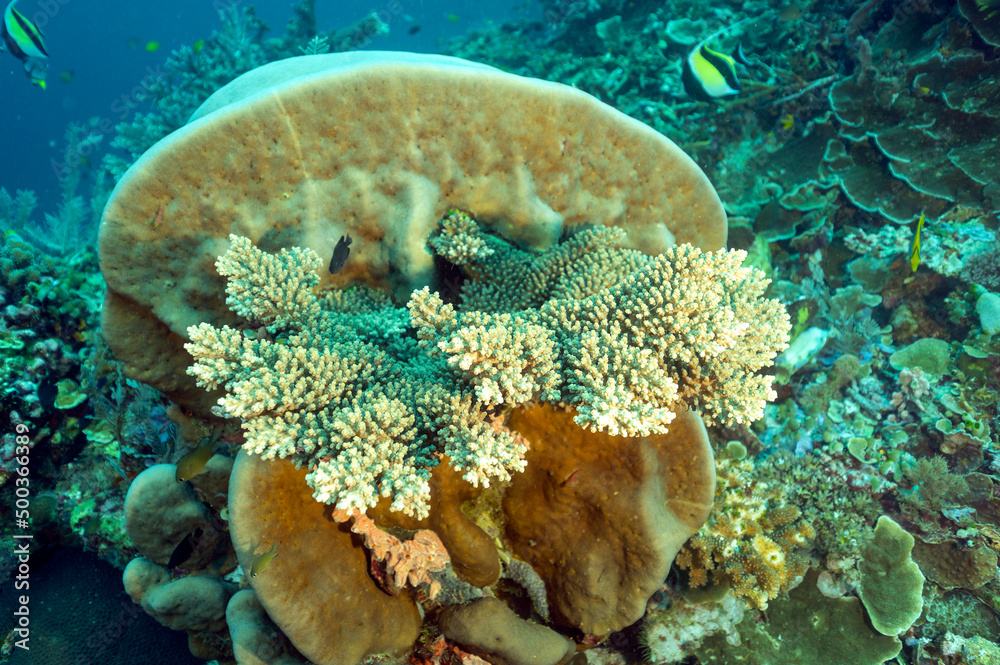 Raja Ampat has highest coral diversity on the planet with almost 700 ...