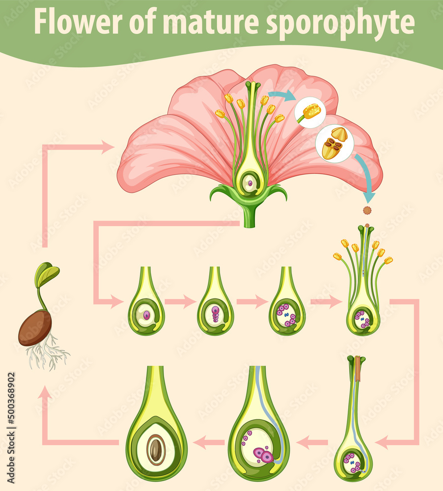 Diagram showing flower of mature sporophyte Stock Vector | Adobe Stock