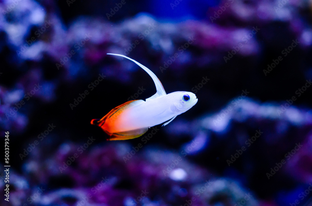 Nemateleotris magnifica, known by a variety of common names including ...