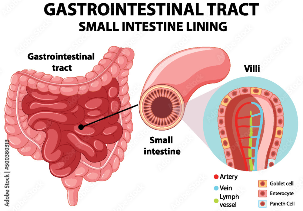 Diagram showing gastrointestinal tract Stock Vector | Adobe Stock