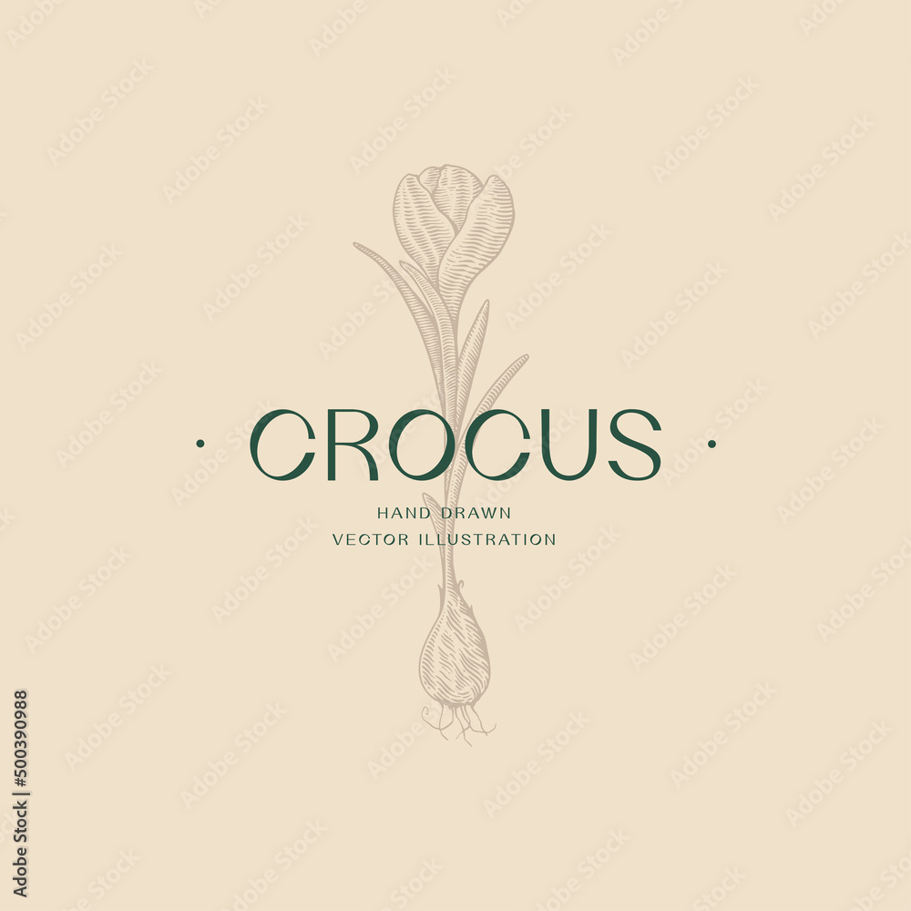 Hand-drawn crocus flower on a light background. Flower shop logo ...