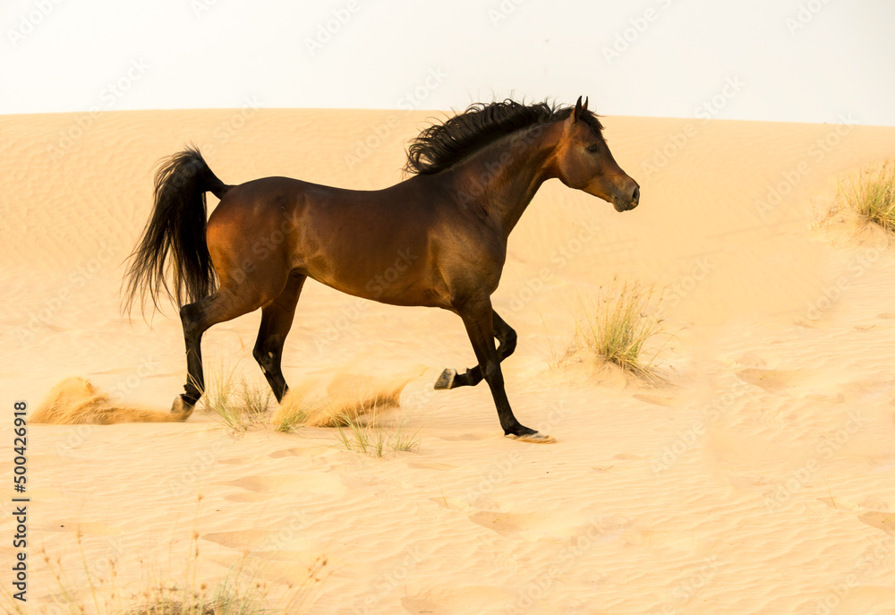 Arabian stallion galloping on the sand in the desert Stock Photo ...