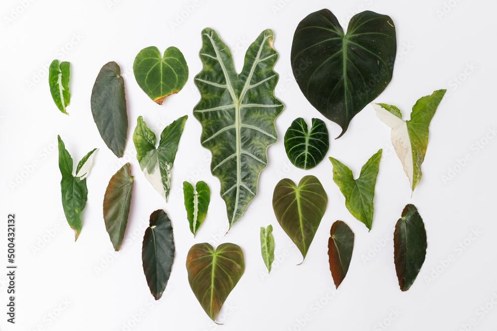 Leaf cutting from various plant arrange neatly with isolated white ...